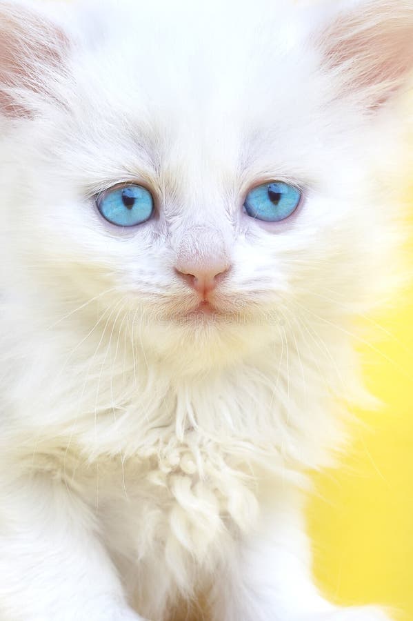 753 Angry White Kitten Yellow Eyes Stock Photos - Free & Royalty-Free ...