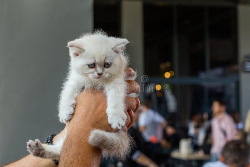 A White Kitten with Blue Eyes on a Human Lap Stock Image - Image of ...