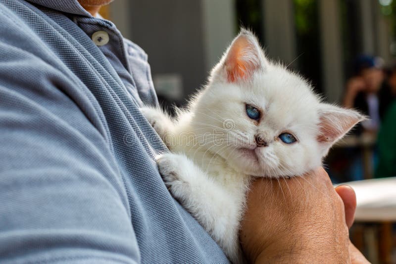 A White Kitten with Blue Eyes on a Human Lap Stock Image - Image of ...