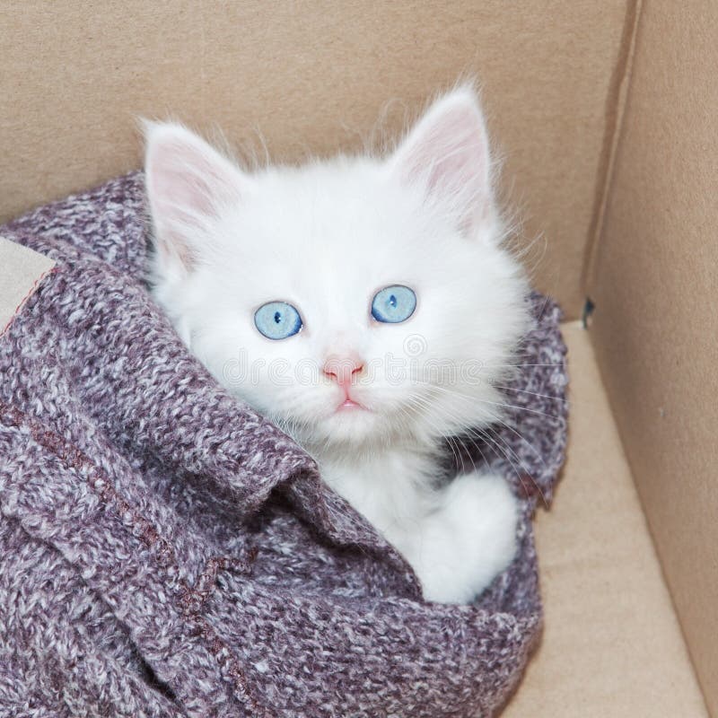 White kitten in a box. stock photo. Image of sitting - 26879508
