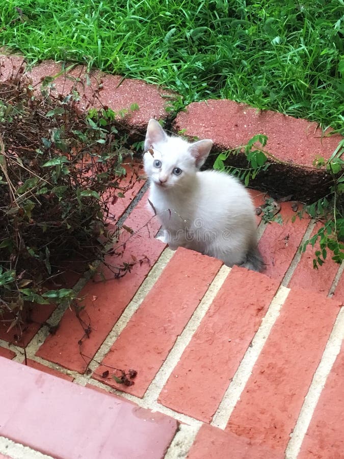 Kitty on the steps stock photo. Image of kitty, white - 127859228