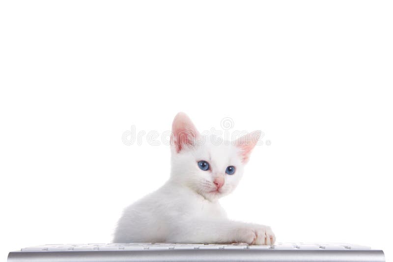 White Kitten on a Computer Keyboard Stock Photo - Image of reflection ...