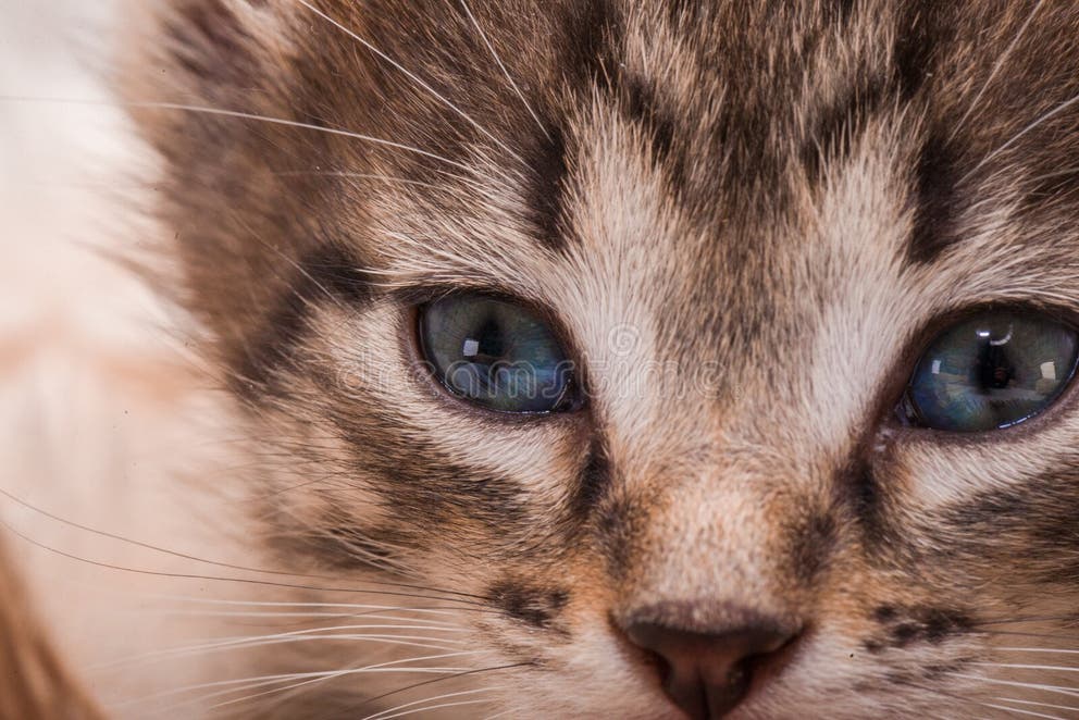 White Kitten Crying with Blue Stock Image - Image of intimidating, pest ...