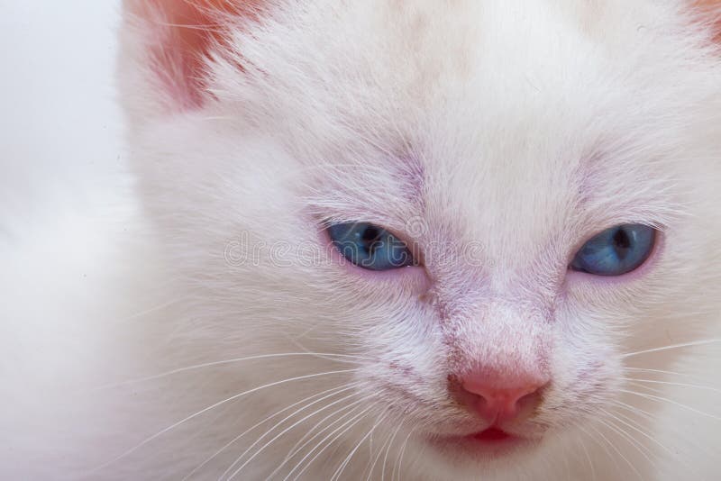 White Kitten Crying with Blue Stock Photo - Image of disappointment ...