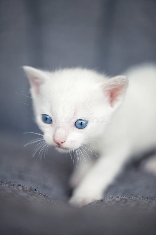 White kitten stock image. Image of kittens, gray, purebred - 38898059