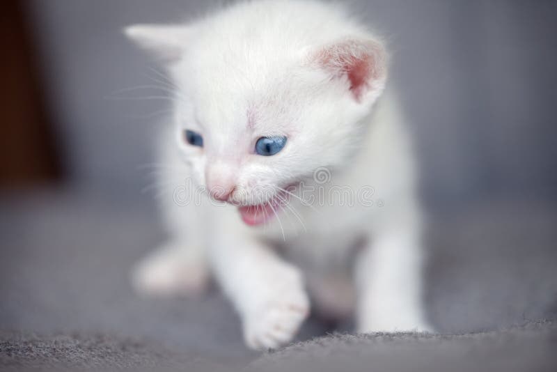 White kitten growling stock photo. Image of little, british - 38898098