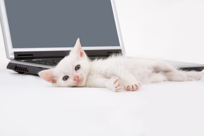The Kittens on Laptop Computer Stock Photo - Image of kitten, keyboard ...