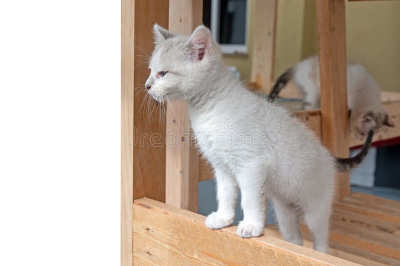 White Kitten Looking into the Distance and Thinking with Blank Space ...