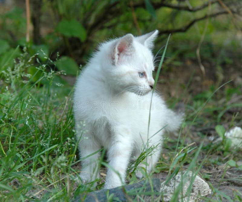 White Kitten Playing in Garden Stock Image - Image of plant, wildlife ...
