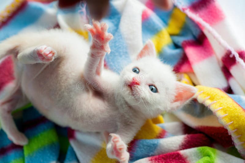 303 Kitten Waving Stock Photos - Free & Royalty-Free Stock Photos from ...