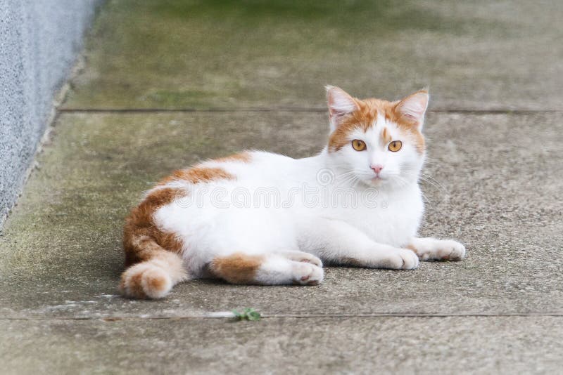 Cat. White Kitten with Red Stops Walking Outdoors. Stock Image - Image ...