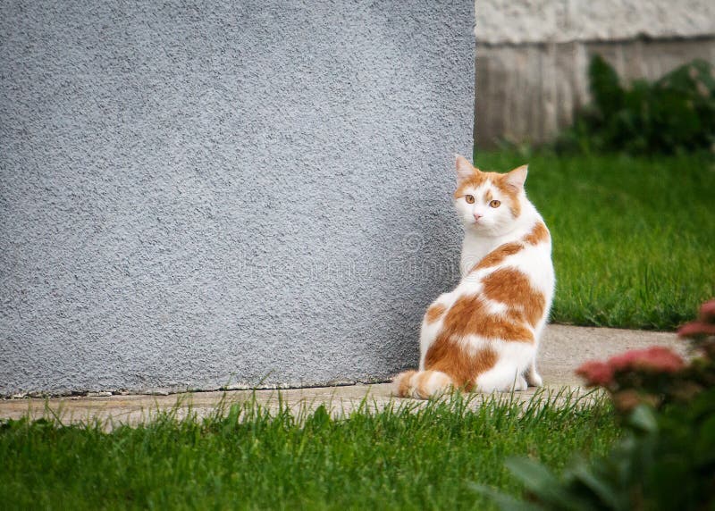 Cat. White Kitten with Red Stops Walking Outdoors. Stock Image - Image ...