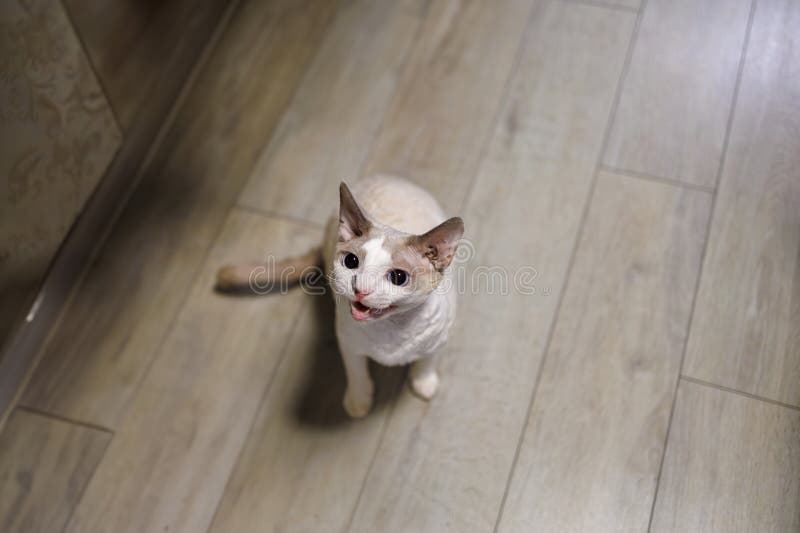 A White Kitten Sits on the Floor and Meows Pitifully Stock Photo ...