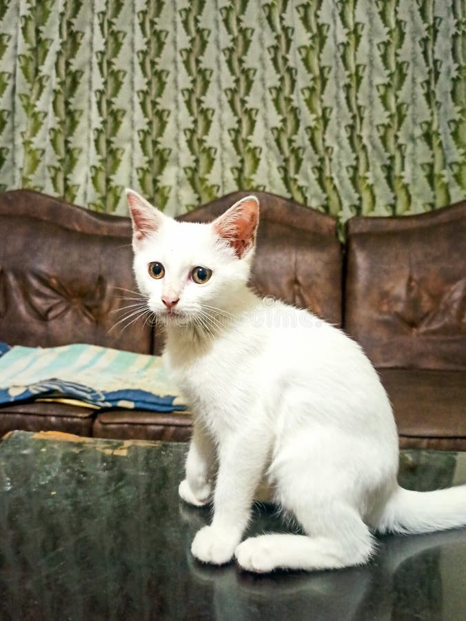 White.kitten.starring stock photo. Image of white, kitten - 237432786