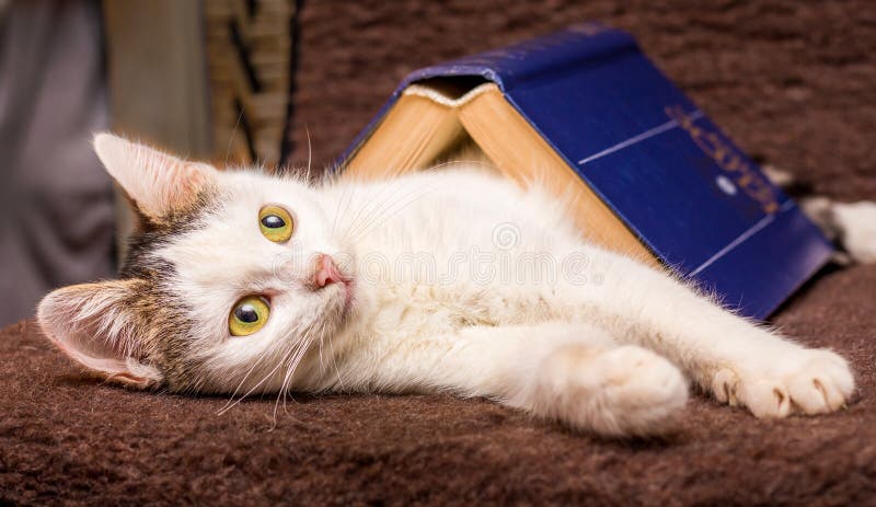 Under the book stock photo. Image of literary, hand, idea - 6063144