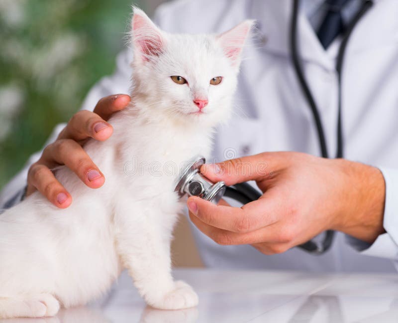 White Kitten Visiting Vet for Check Up Stock Photo - Image of examining ...