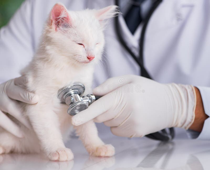 White Kitten Visiting Vet for Check Up Stock Photo - Image of medical ...