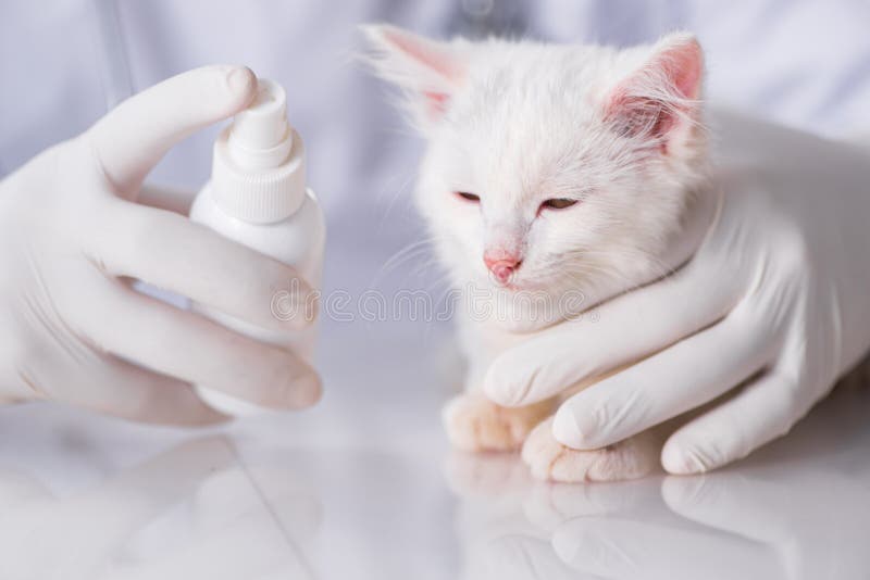 The White Kitten Visiting Vet for Check Up Stock Image - Image of ...