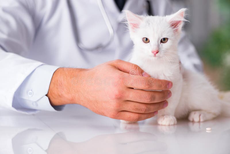 The White Kitten Visiting Vet for Check Up Stock Image - Image of kitty ...