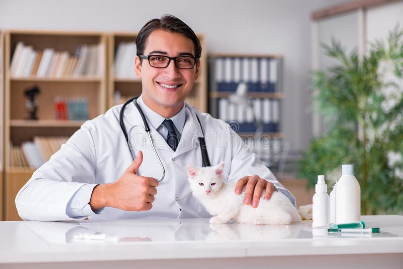 The White Kitten Visiting Vet for Check Up Stock Image - Image of ...