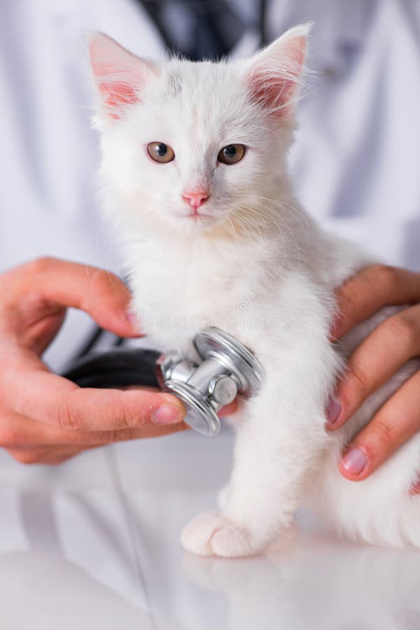 The White Kitten Visiting Vet for Check Up Stock Photo - Image of ...
