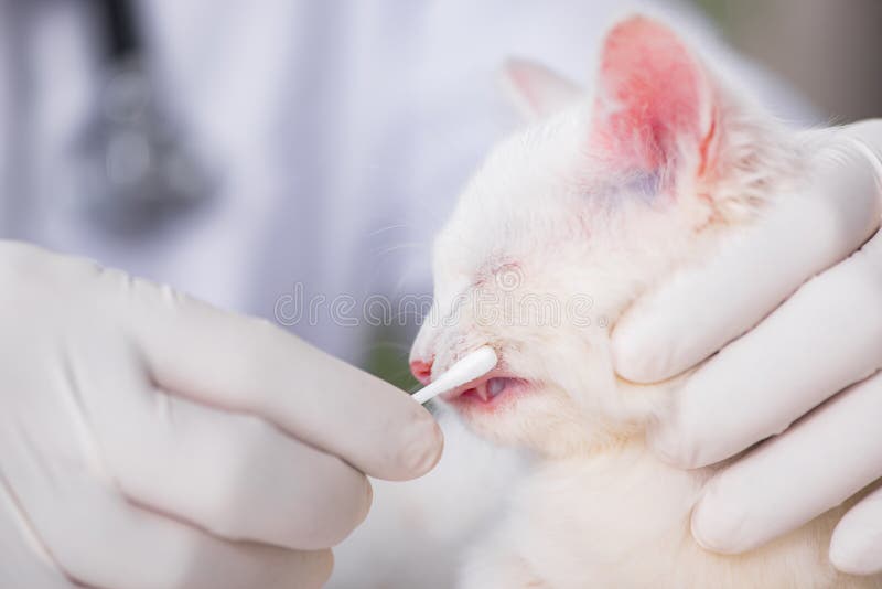 The White Kitten Visiting Vet for Check Up Stock Image - Image of ...