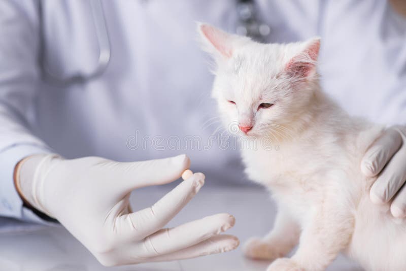 The White Kitten Visiting Vet for Check Up Stock Image - Image of ...