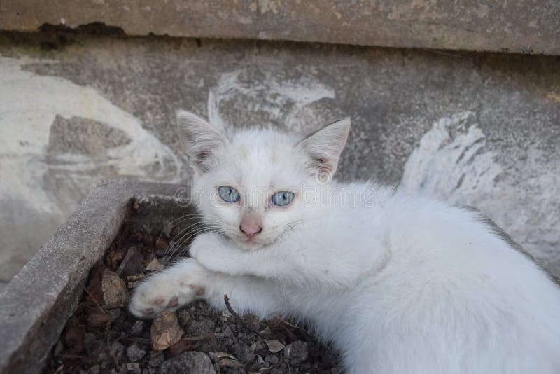A White Kitten Waking Up from Sleep Stock Image - Image of animal ...