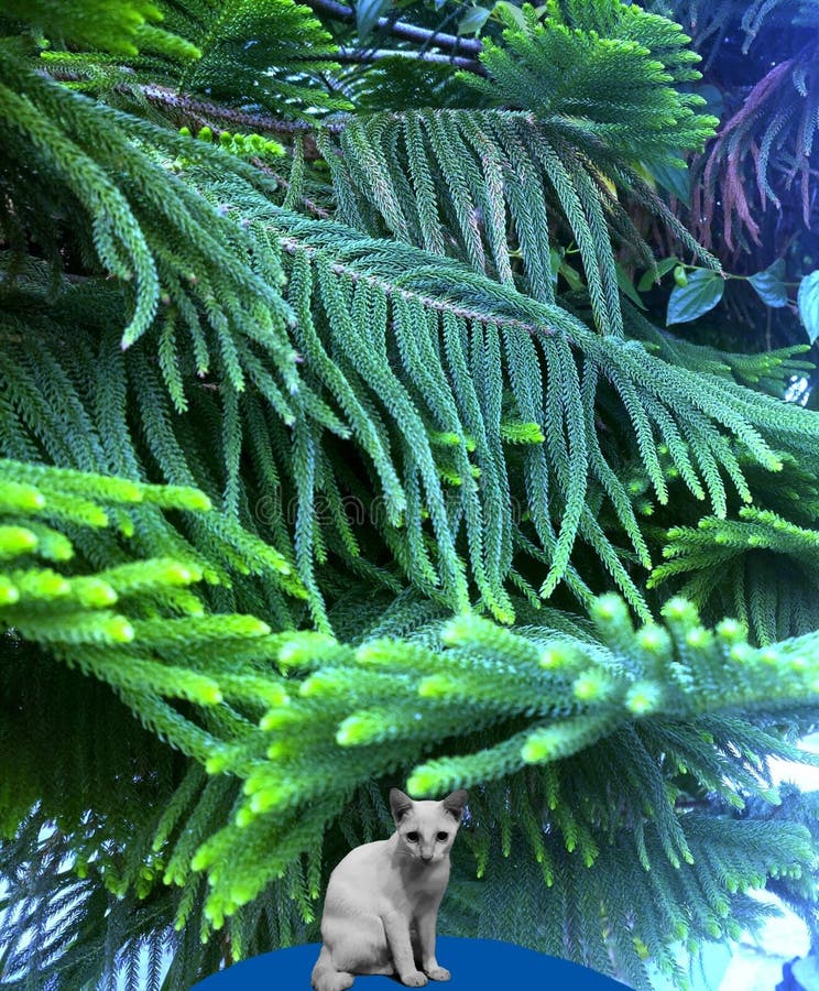 White Kitty Below Distorted Cookpine Plant Stock Image - Image of ...