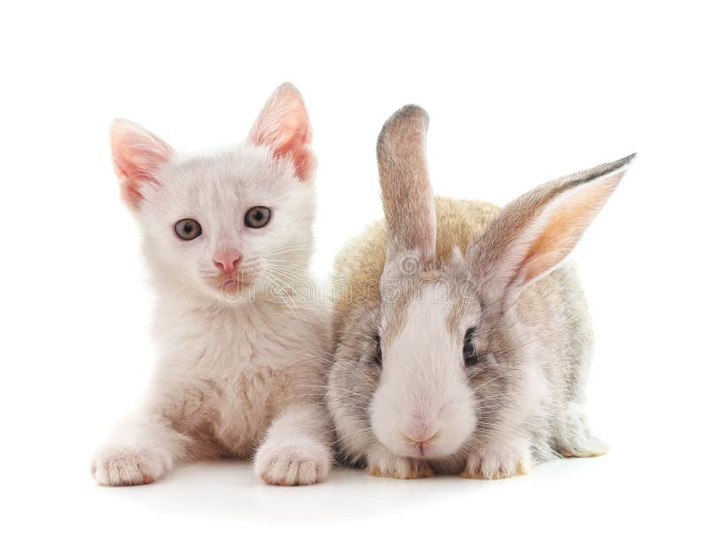 Kitty and bunny stock photo. Image of camera, domestic - 205350340