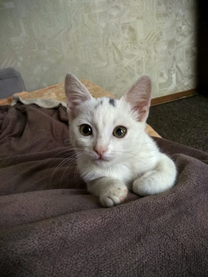 White kitty stock photo. Image of little, white, kitten - 131293346