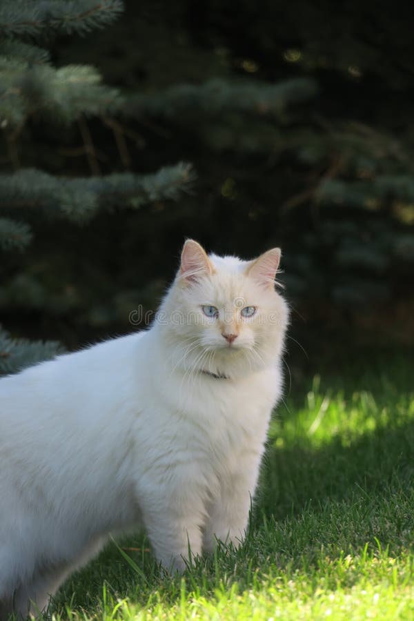White kitty stock photo. Image of whiskers, white, kitty - 59100824