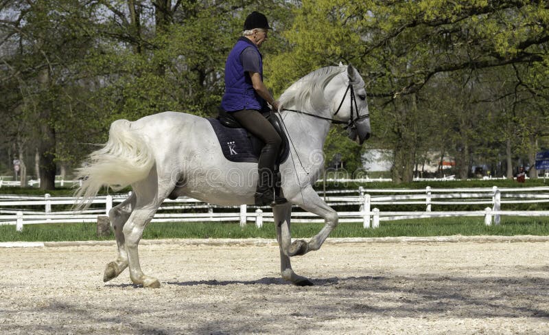 White Kladruber Stallion Being Ridden by Trainer Editorial Stock Photo ...