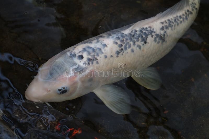 White Koi, closeup stock photo. Image of black, vibrant - 61423248