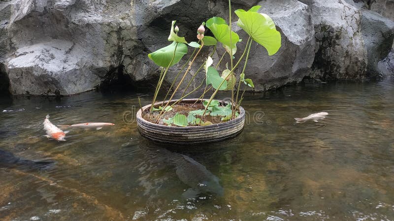 White Koi Fish and Aquatic Plants in Garden Pond Stock Photo - Image of ...