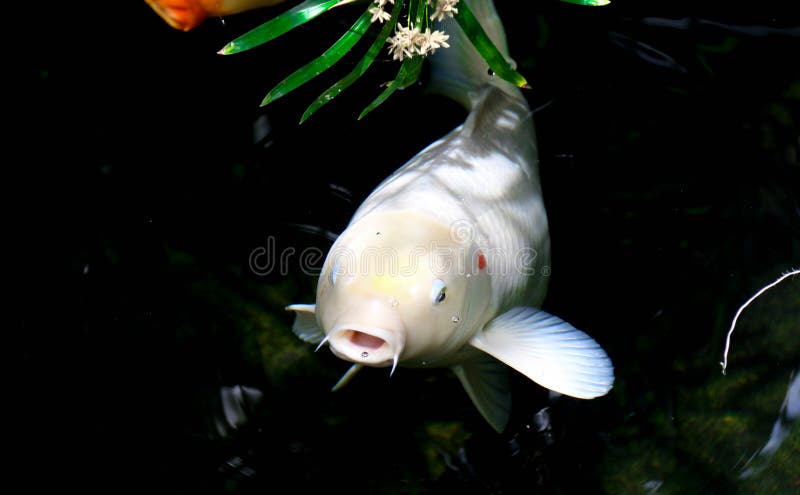 White Koi fish stock image. Image of pond, fish, hello - 73613239