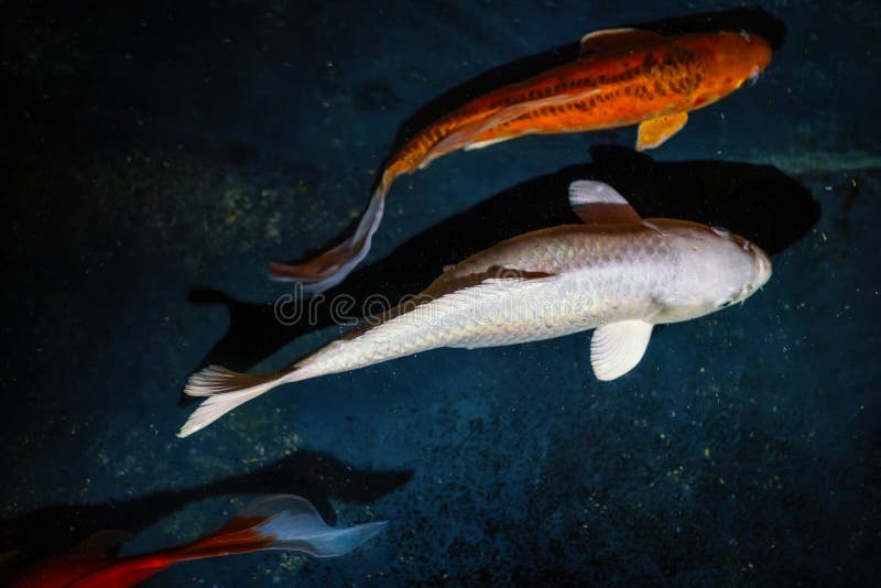 White Koi Fish stock photo. Image of ogon, freshwater - 309612736