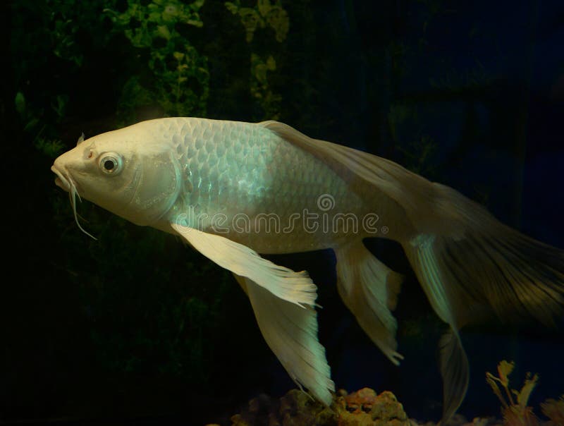 White koi fish long Tail stock photo. Image of swim, garden - 68052234
