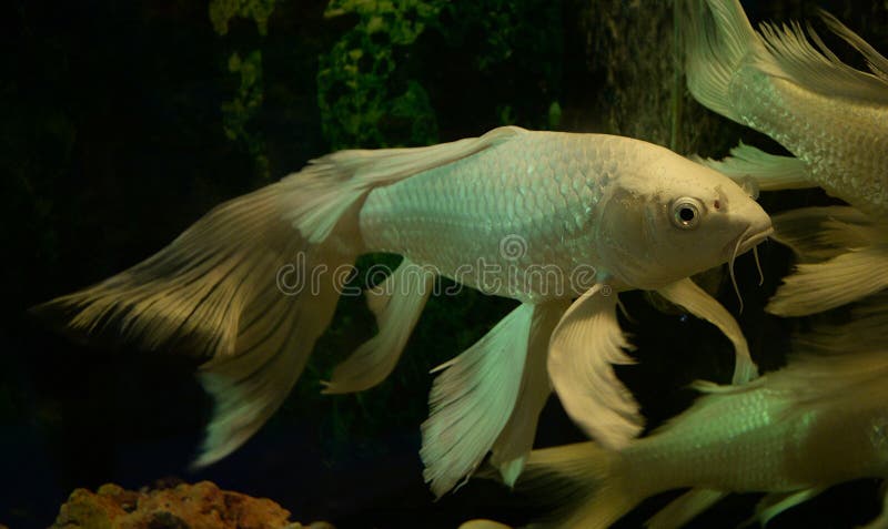 White koi fish long Tail stock photo. Image of tail, white - 68057210