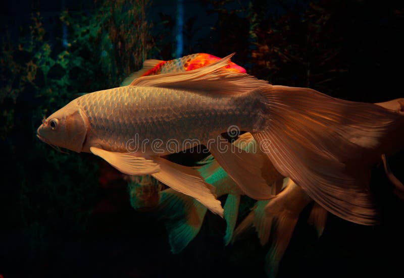 White koi fish stock image. Image of aquarium, orange - 68182239