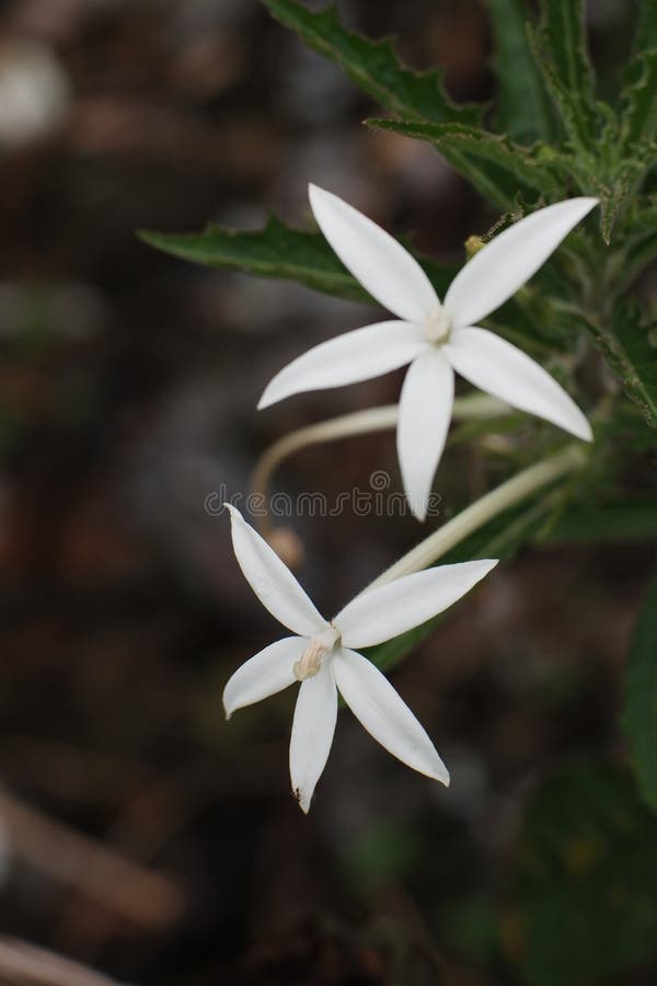 Korejat Flower Stock Photos - Free & Royalty-Free Stock Photos from ...