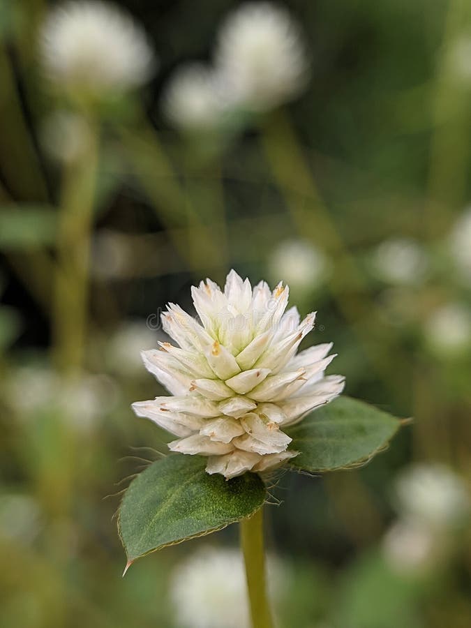 Kremah Plant Stock Photos - Free & Royalty-Free Stock Photos from ...