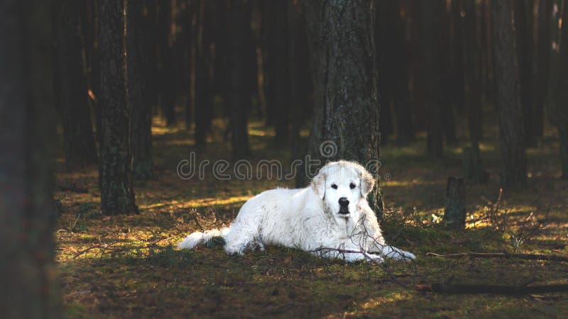 White Kuvasz Dog Lying Down on the Forest Floor Behind the Trees Stock ...