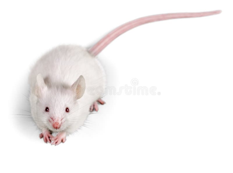 Laboratory Mouse with Test Tubes Stock Image - Image of rodent, sample ...