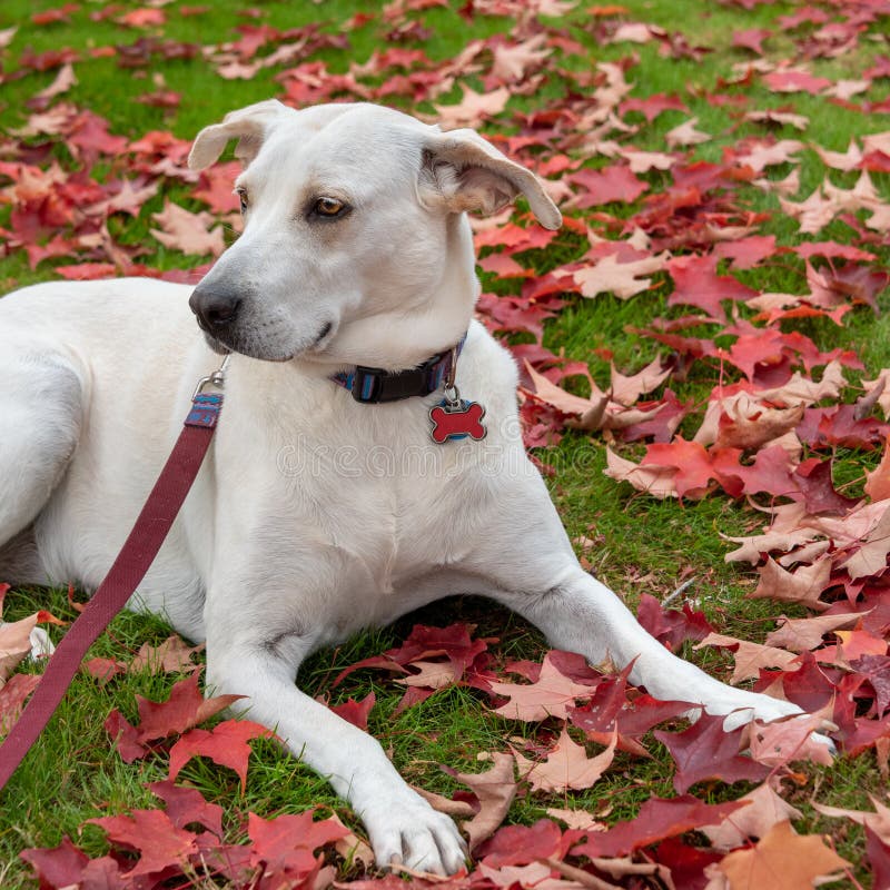 White Lab Mix Laying on a Green Lawn Covered in Red Maple Leaves Stock ...