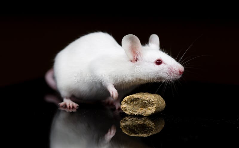 White Lab Mouse Play On Tubes Stock Image - Image of healty, laboratory ...
