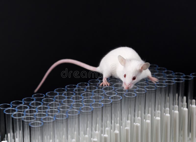 113 Lean Mouse Stock Photos - Free & Royalty-Free Stock Photos from ...