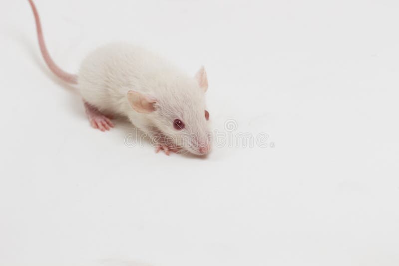 232 Baby Albino Rat Stock Photos - Free & Royalty-Free Stock Photos ...