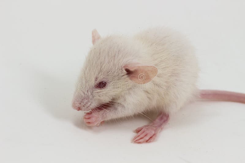 White Lab Rat stock photo. Image of albino, animal, small - 71084394