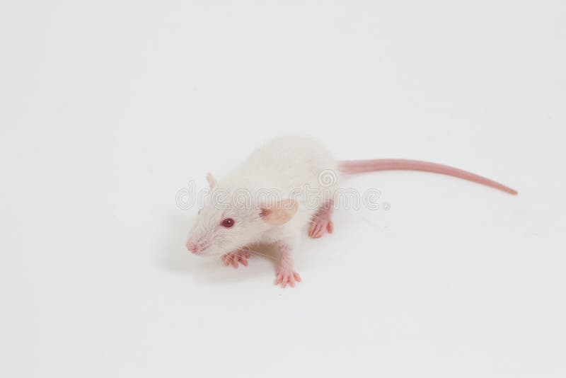 White Lab Rat stock image. Image of background, albino - 71084455